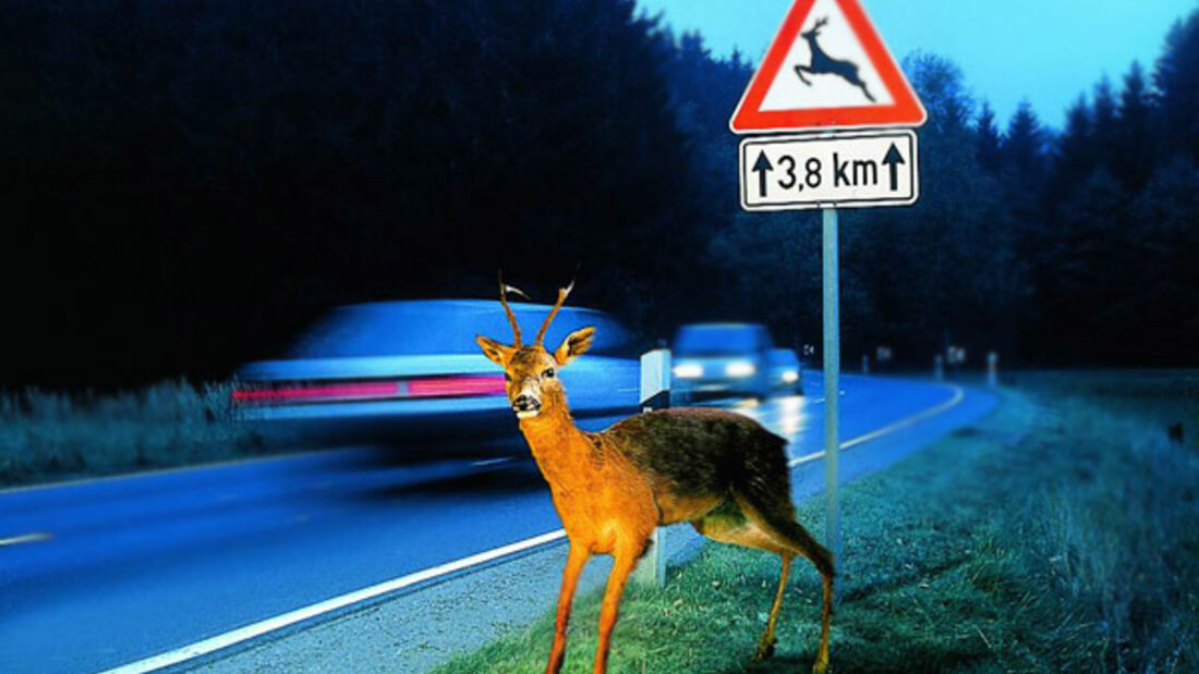 Gefahr durch Wildwechsel | eurotransport